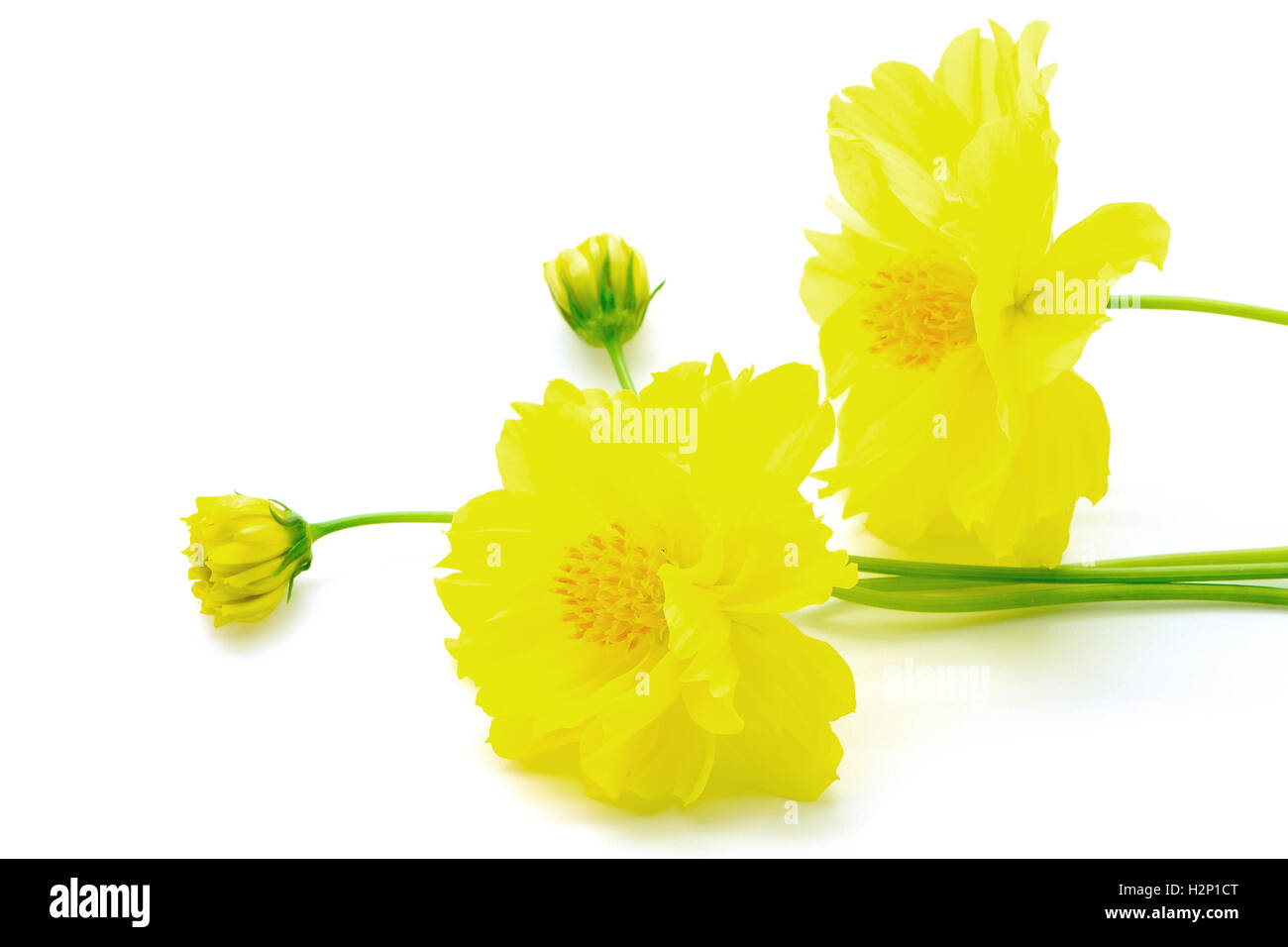 Macro fllower hi-res stock photography and images - Alamy