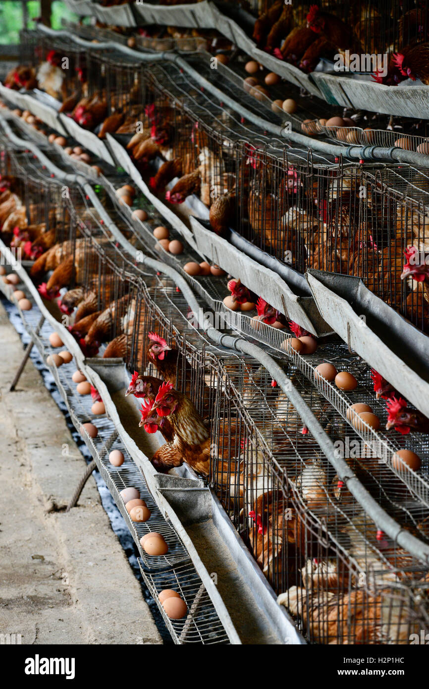 Broiler chicken cages hi-res stock photography and images - Alamy