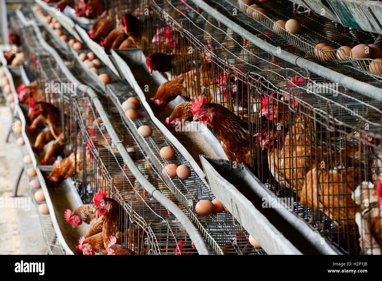 Chicken farm africa hi-res stock photography and images - Alamy