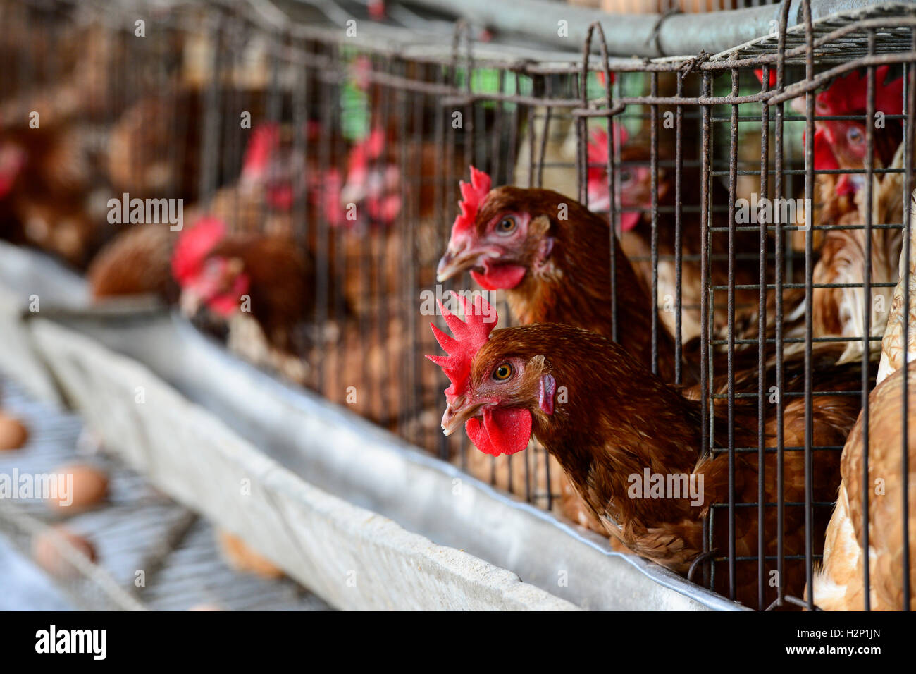 Chicken farm africa hi-res stock photography and images - Alamy