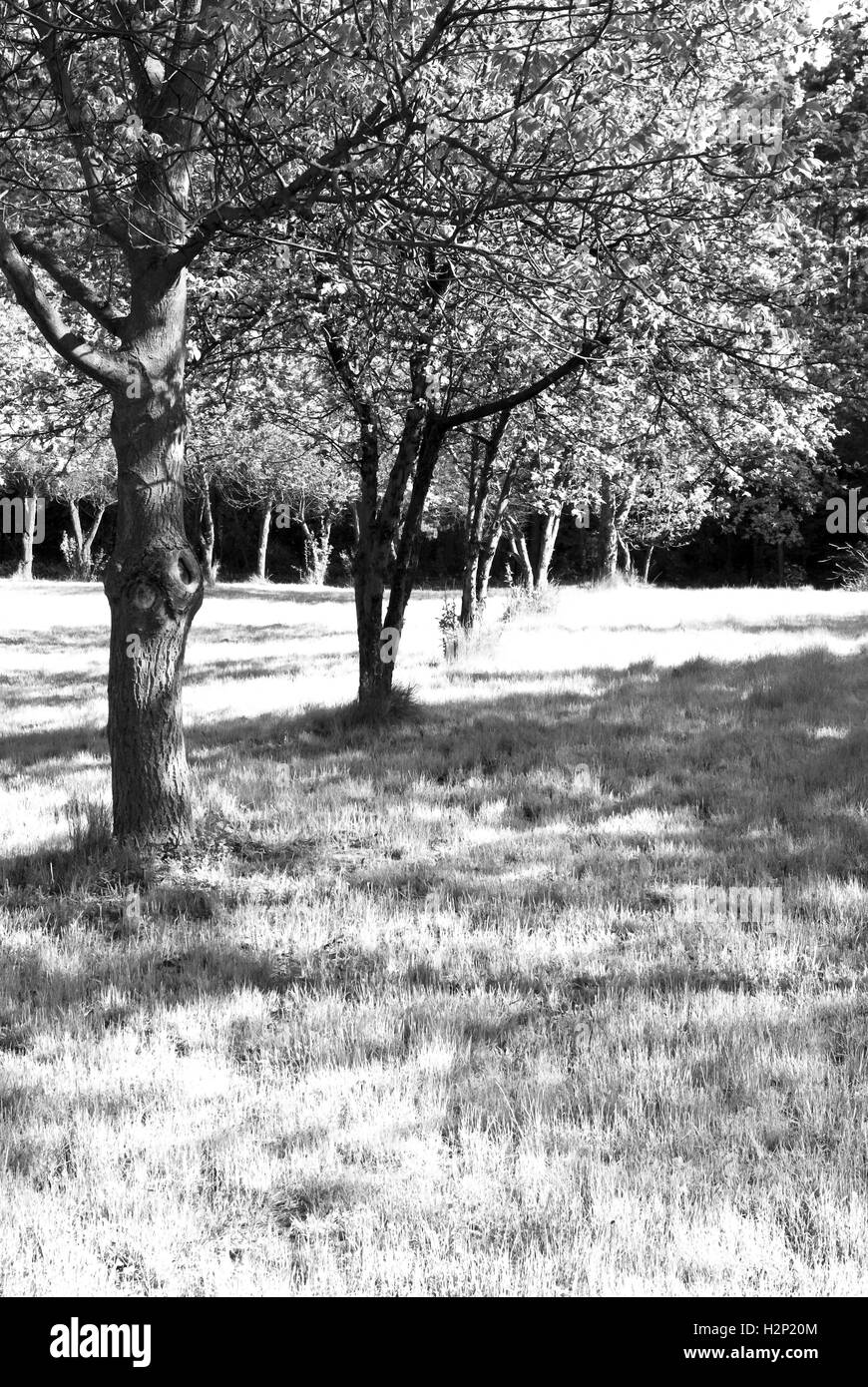 black and white garden with grass Stock Photo - Alamy