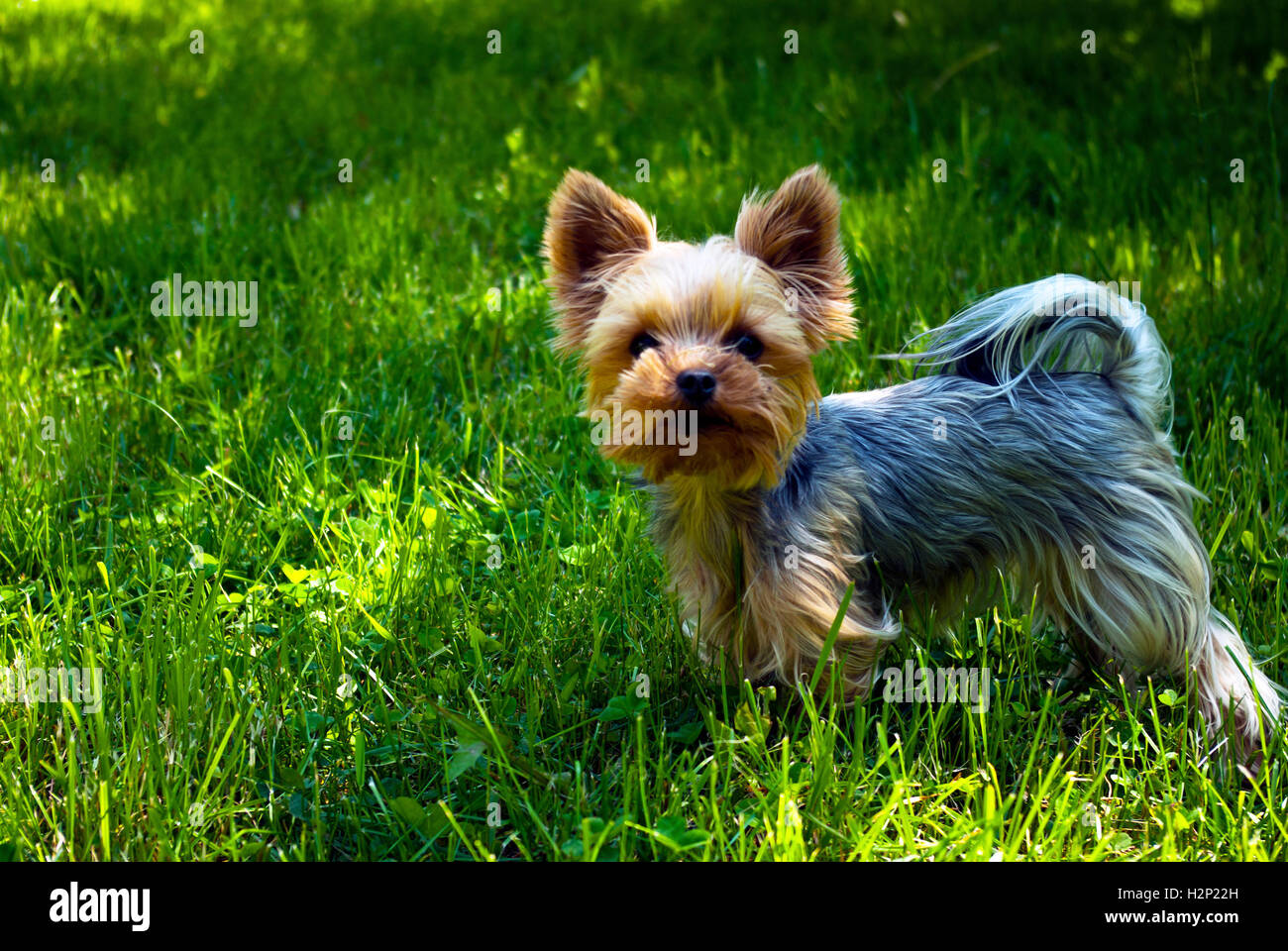york dog on grass Stock Photo - Alamy