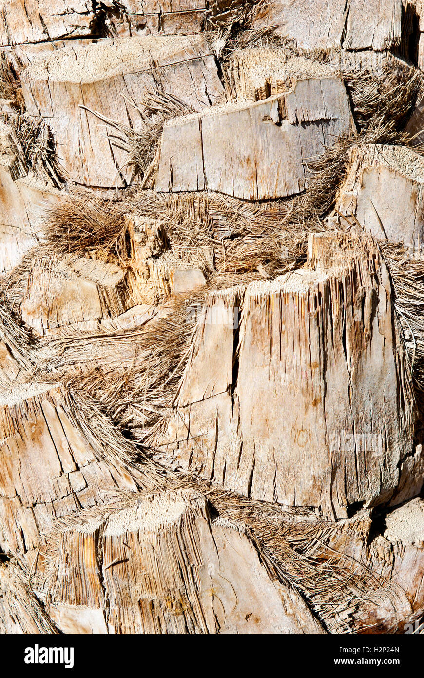 Palm texture hi-res stock photography and images - Alamy