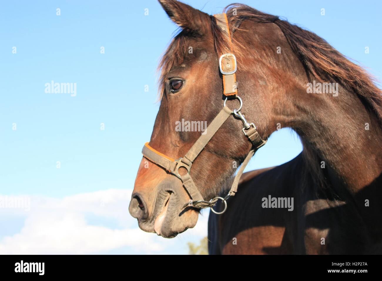 Horse head profile hi-res stock photography and images - Alamy