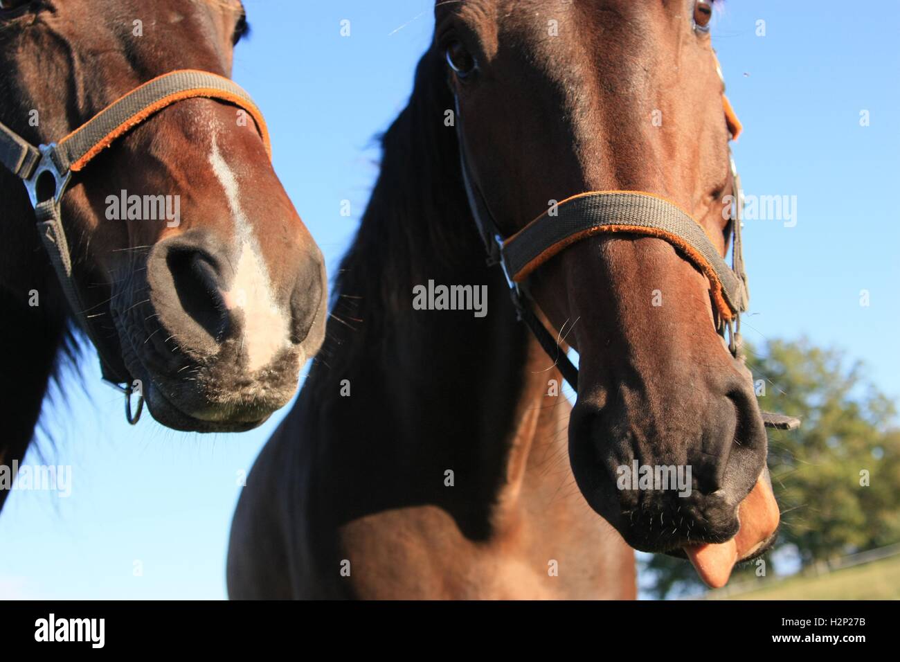 Duo of horses hi-res stock photography and images - Alamy