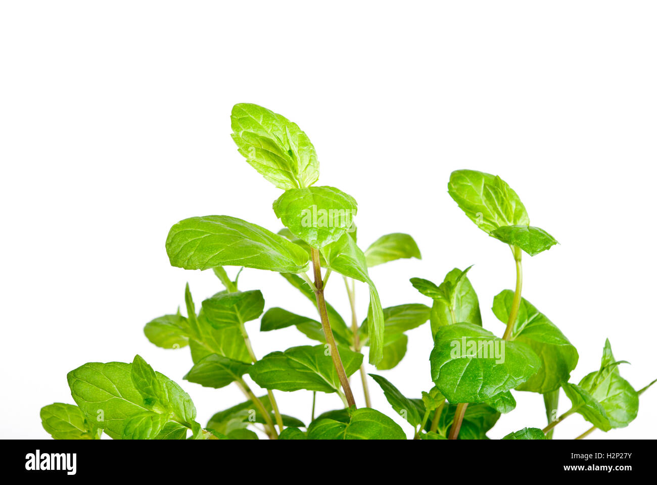 Tiny little young plant hi-res stock photography and images - Alamy