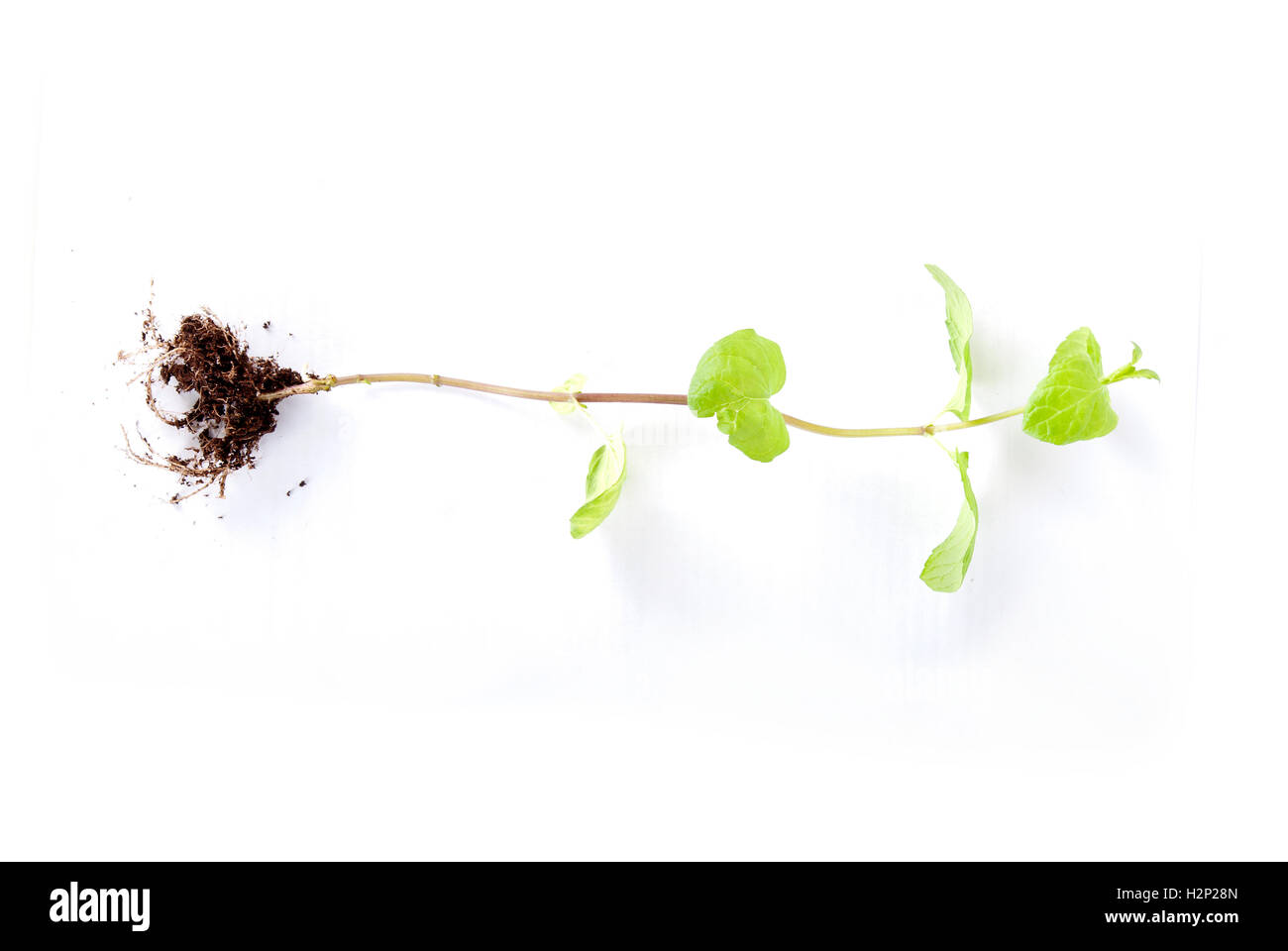 Light blue green water Cut Out Stock Images & Pictures - Alamy