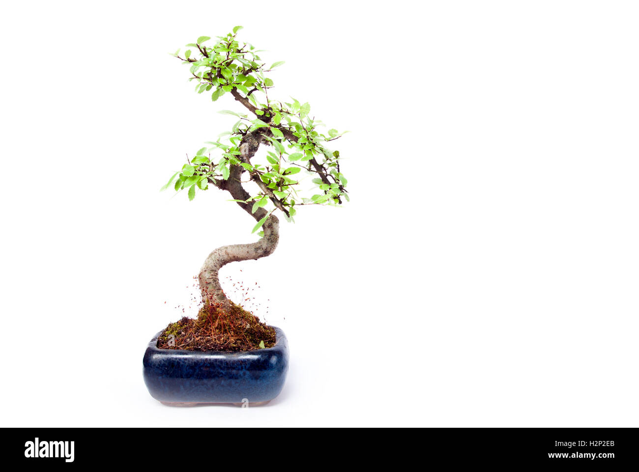 Bonzai garden hi-res stock photography and images - Alamy