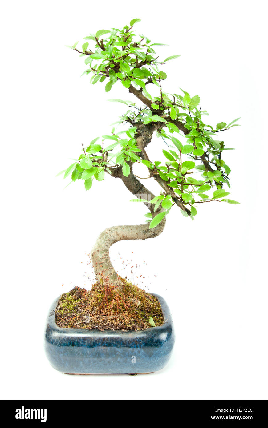 Bonzai garden hi-res stock photography and images - Alamy