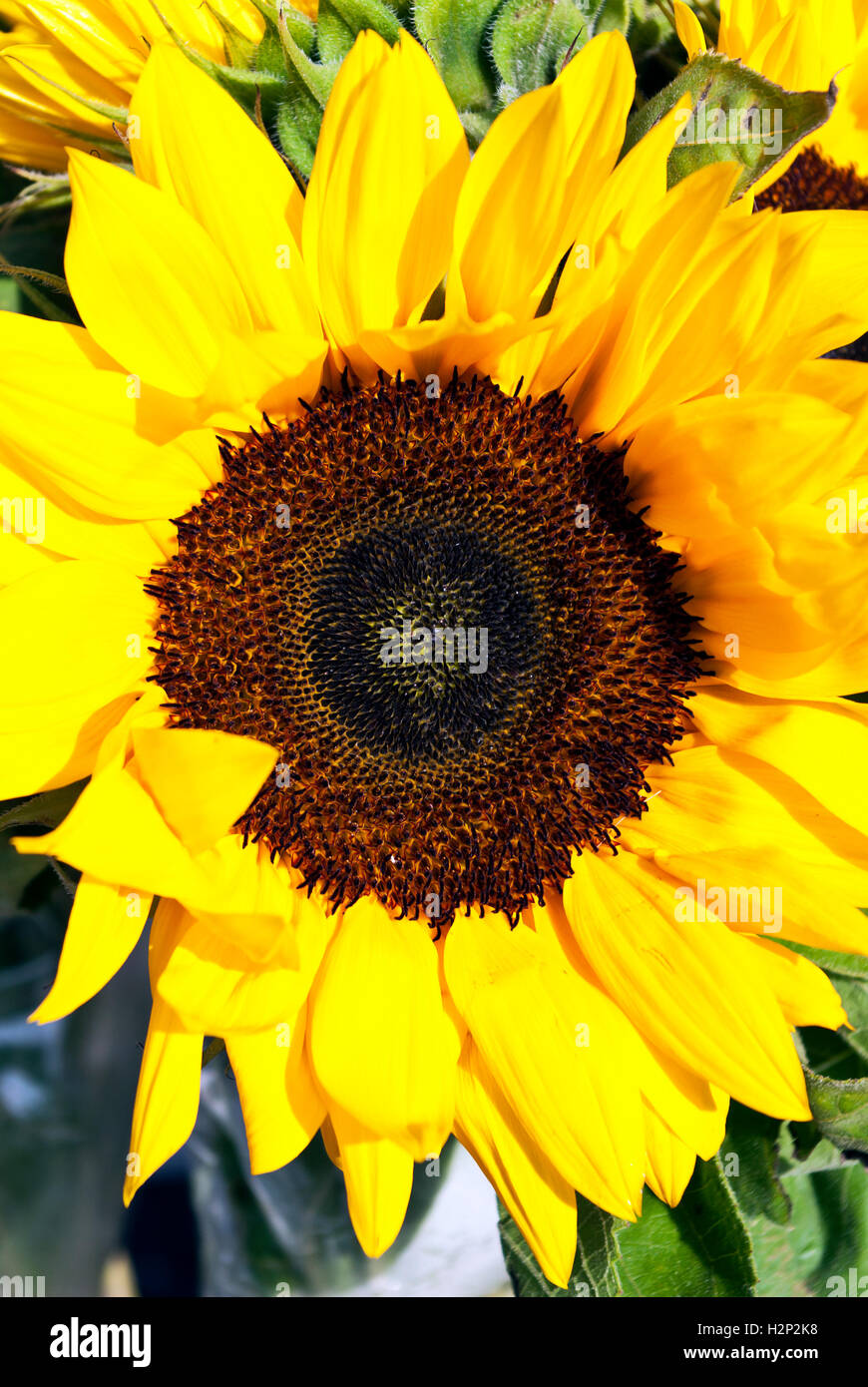 one sun flower Stock Photo - Alamy