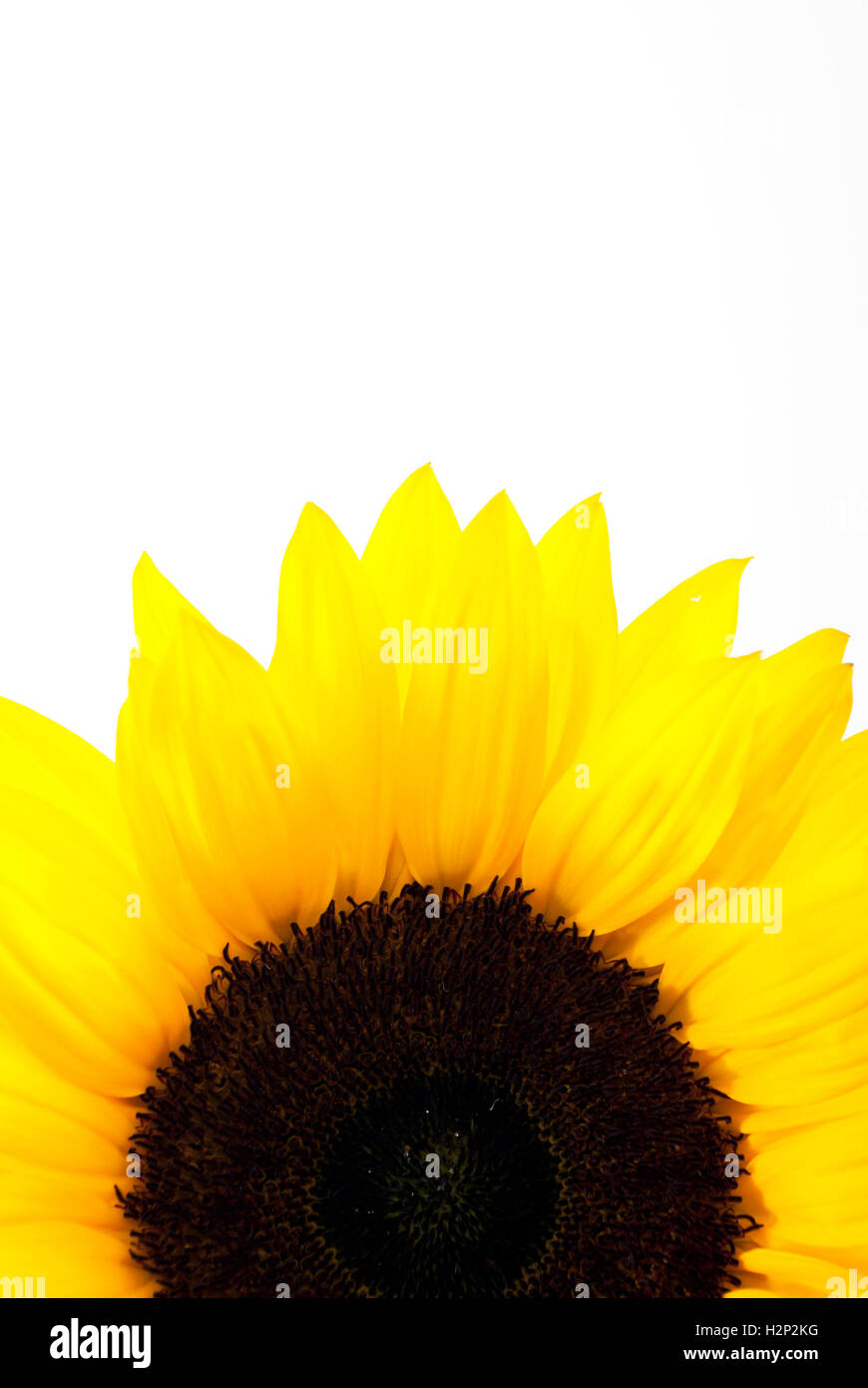 yellow sun flower Stock Photo - Alamy