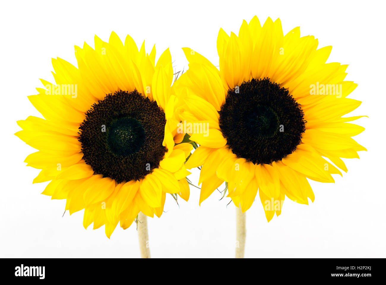 Yellow flower water drops Cut Out Stock Images & Pictures - Alamy