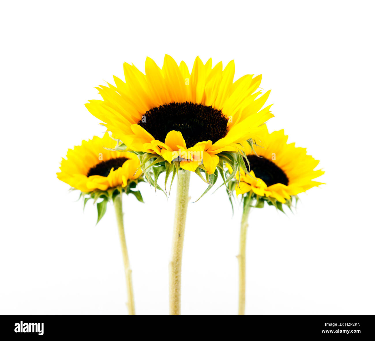Yellow flower water drops Cut Out Stock Images & Pictures - Alamy