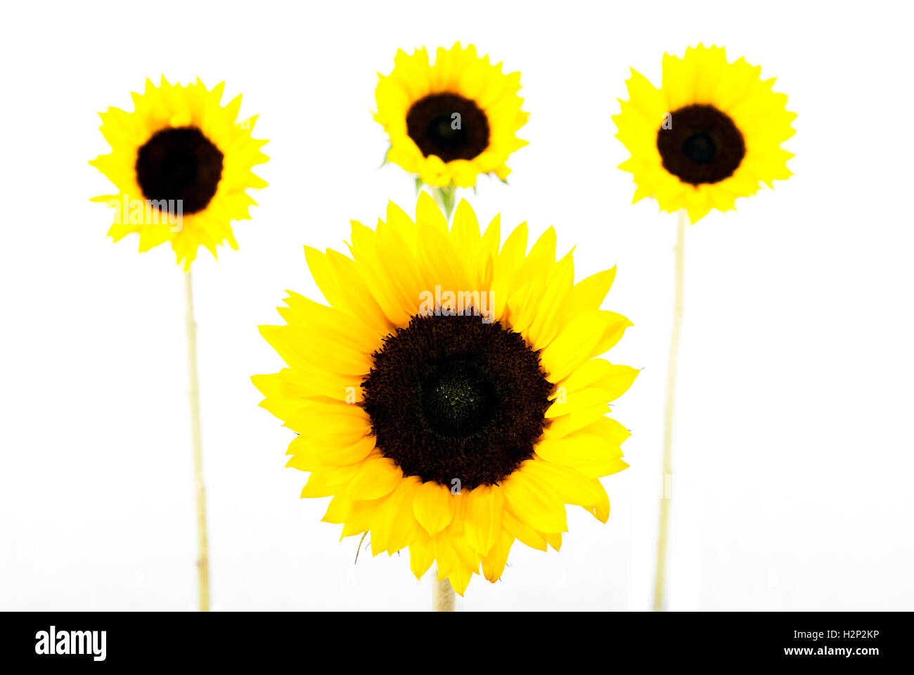 yellow sun flower Stock Photo - Alamy
