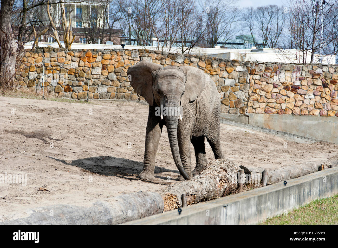 elephant in the zoo in winter Stock Photo - Alamy