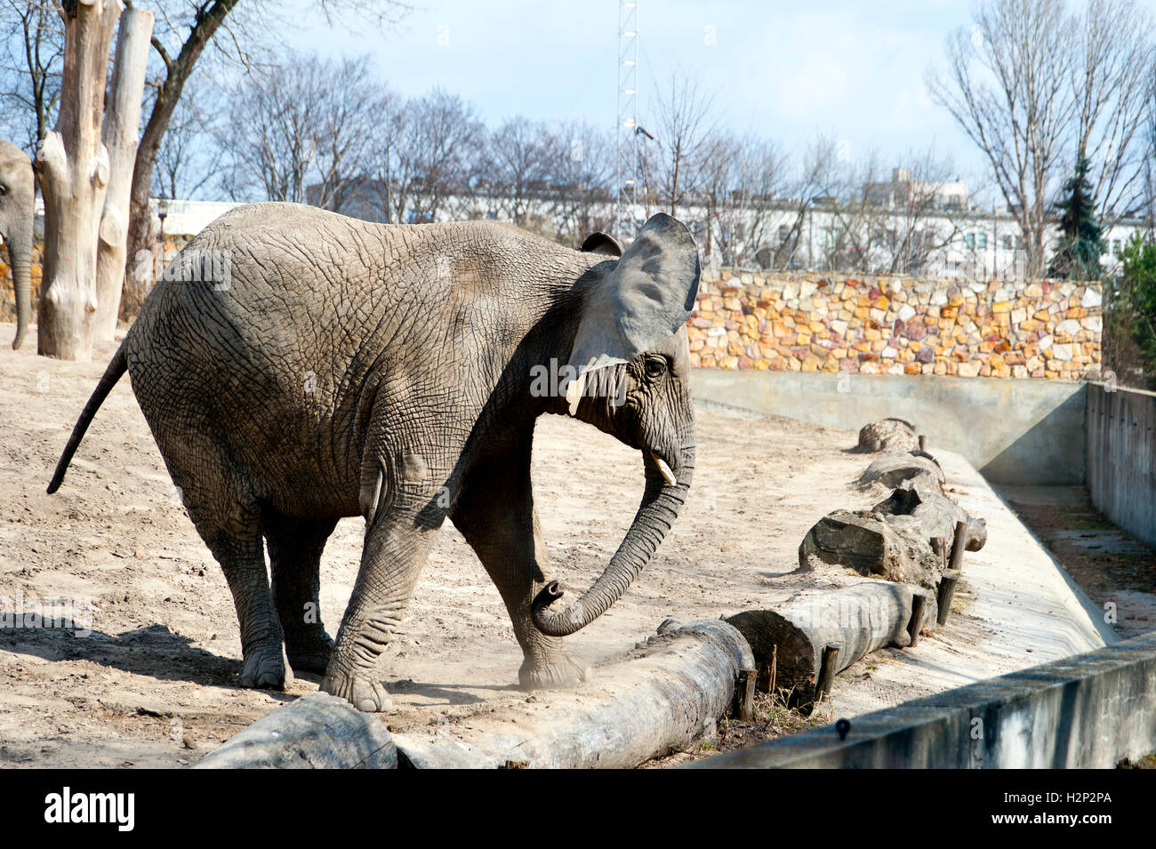 elephant in the zoo in winter Stock Photo - Alamy