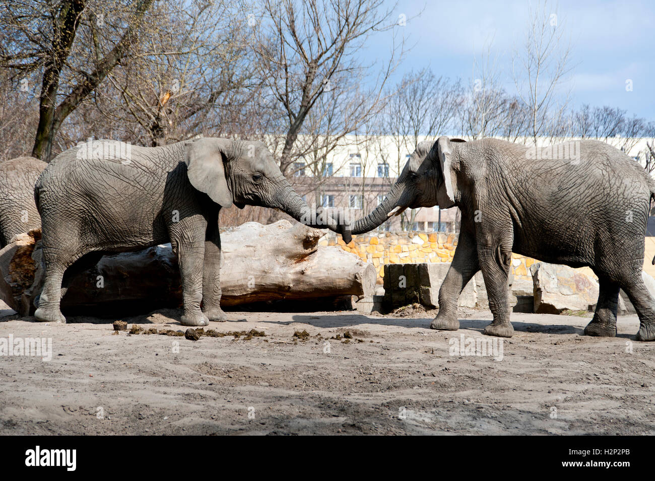 two elephants love in zoo Stock Photo - Alamy