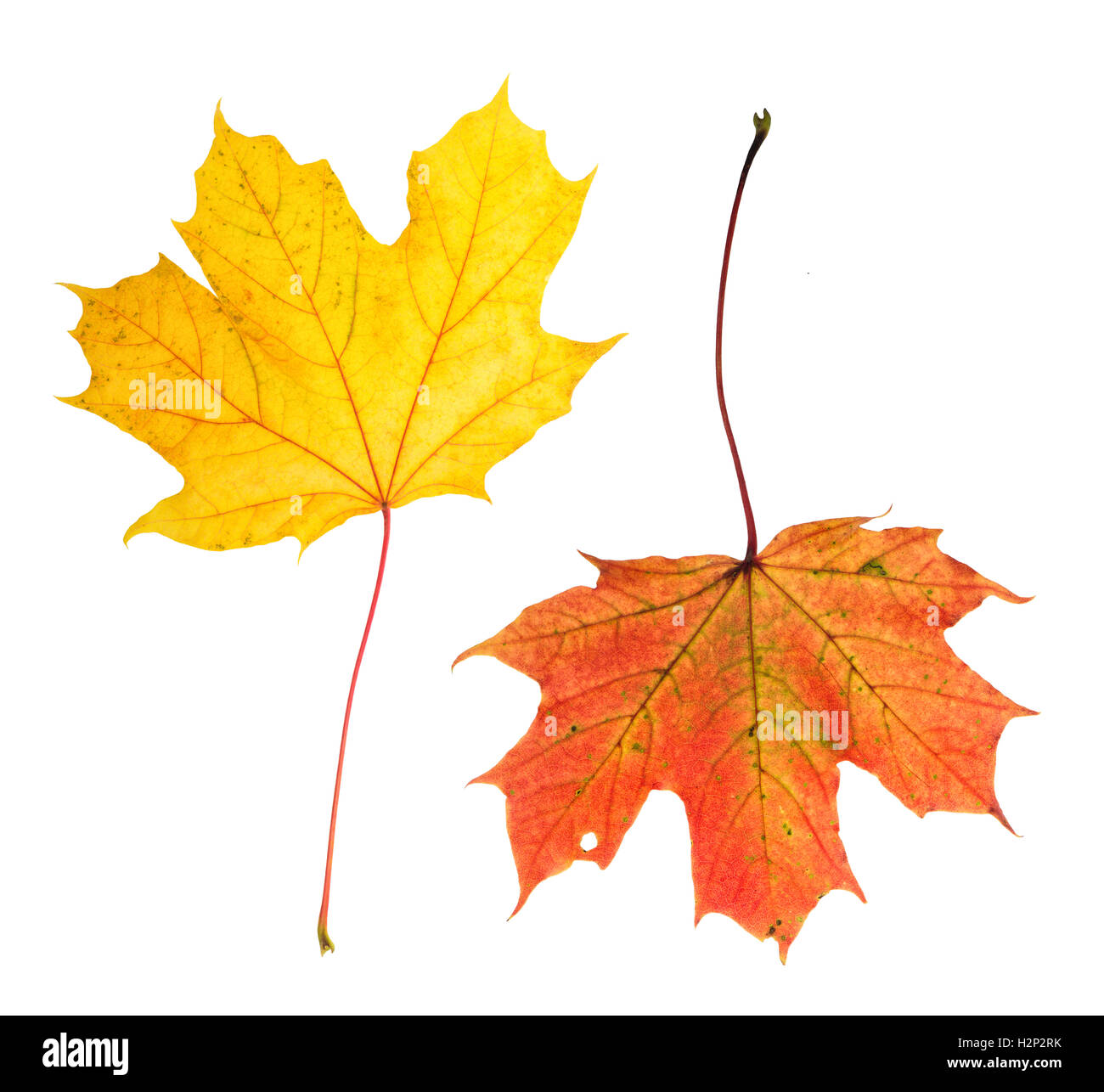 Autumn red and yellow maple leaves isolated on white background Stock ...