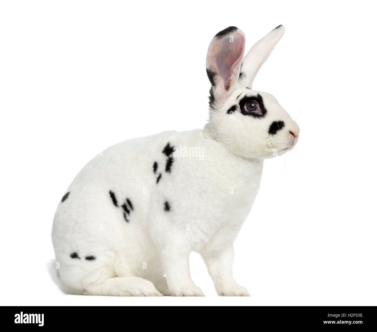 Rex Dalmatian Rabbit isolated on white Stock Photo - Alamy