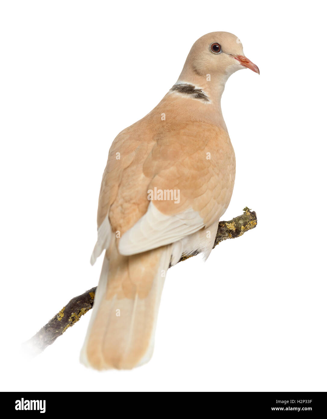 African collared dove hi-res stock photography and images - Alamy