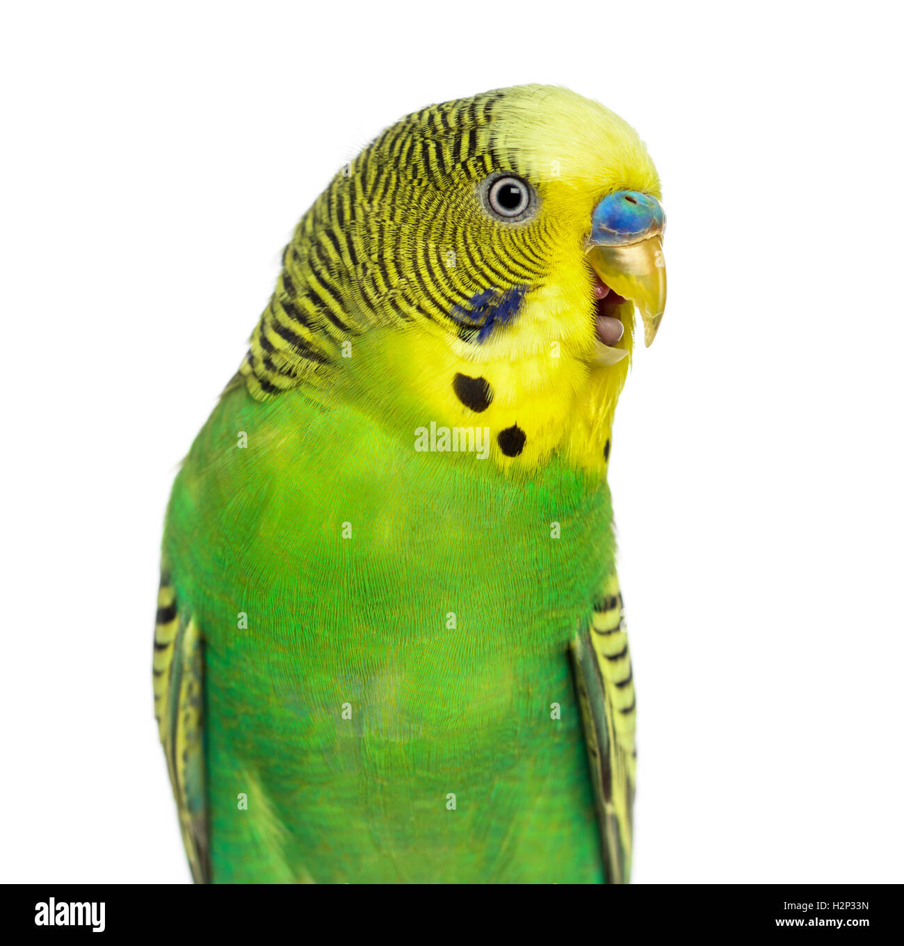 Budgie hi-res stock photography and images - Alamy