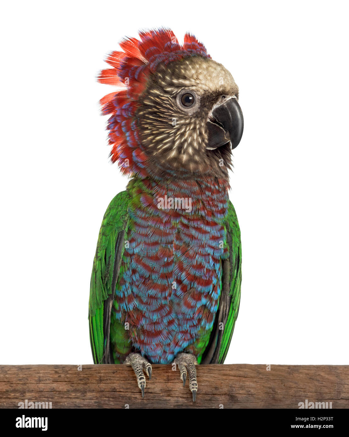 Hawk headed parrot hi-res stock photography and images - Alamy