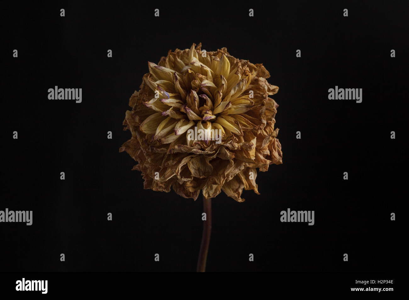 Dying yellow flower Stock Photo - Alamy