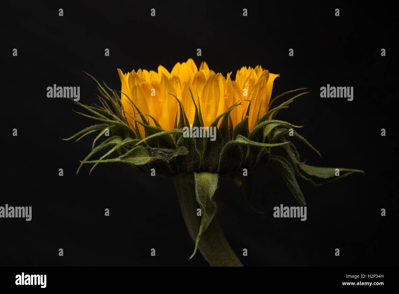 Studio photograph of a sunflower on black background Stock Photo - Alamy