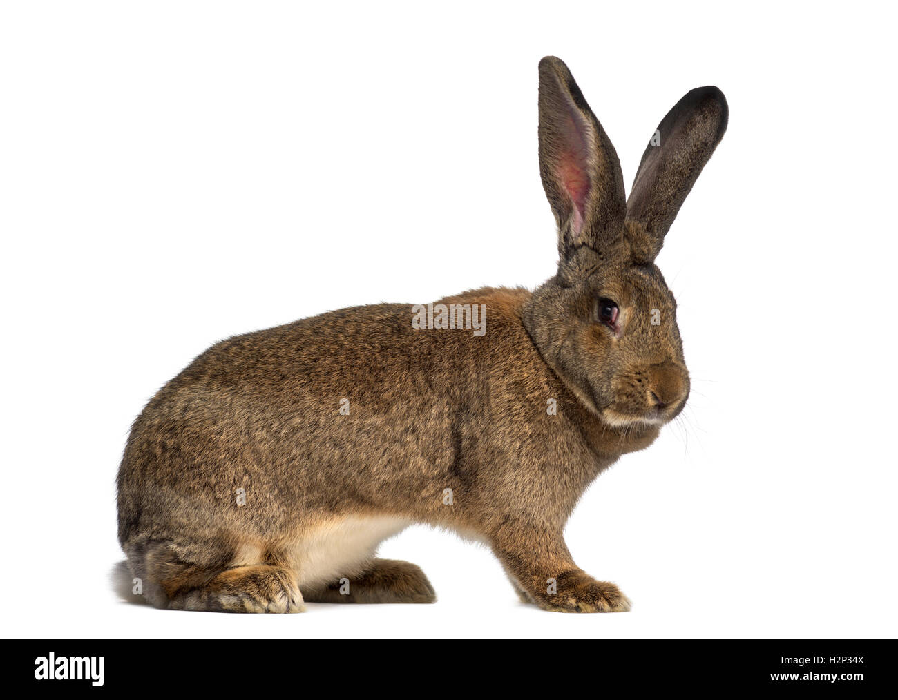 Flemish giant rabbit hi-res stock photography and images - Alamy