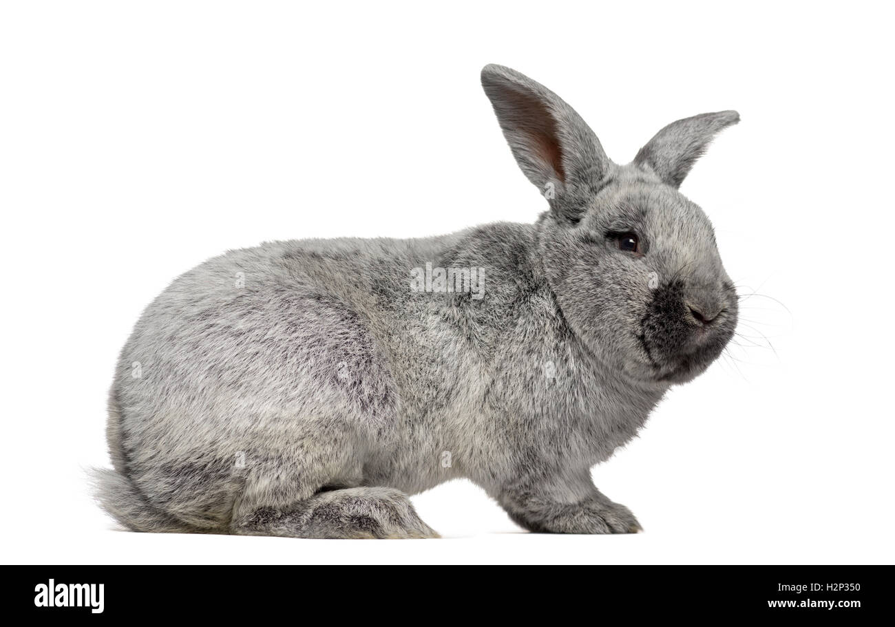 Side view of a Argente rabbit isolated on white Stock Photo - Alamy