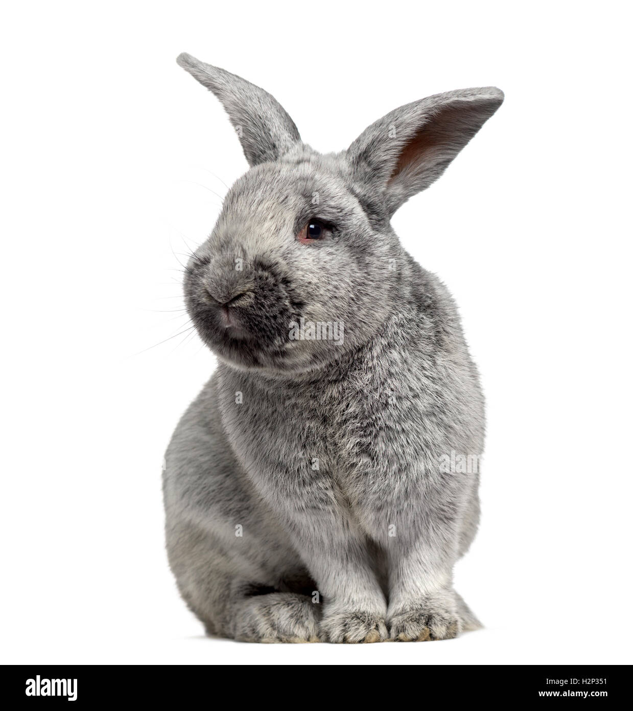 Cute Argente rabbit isolated on white Stock Photo - Alamy