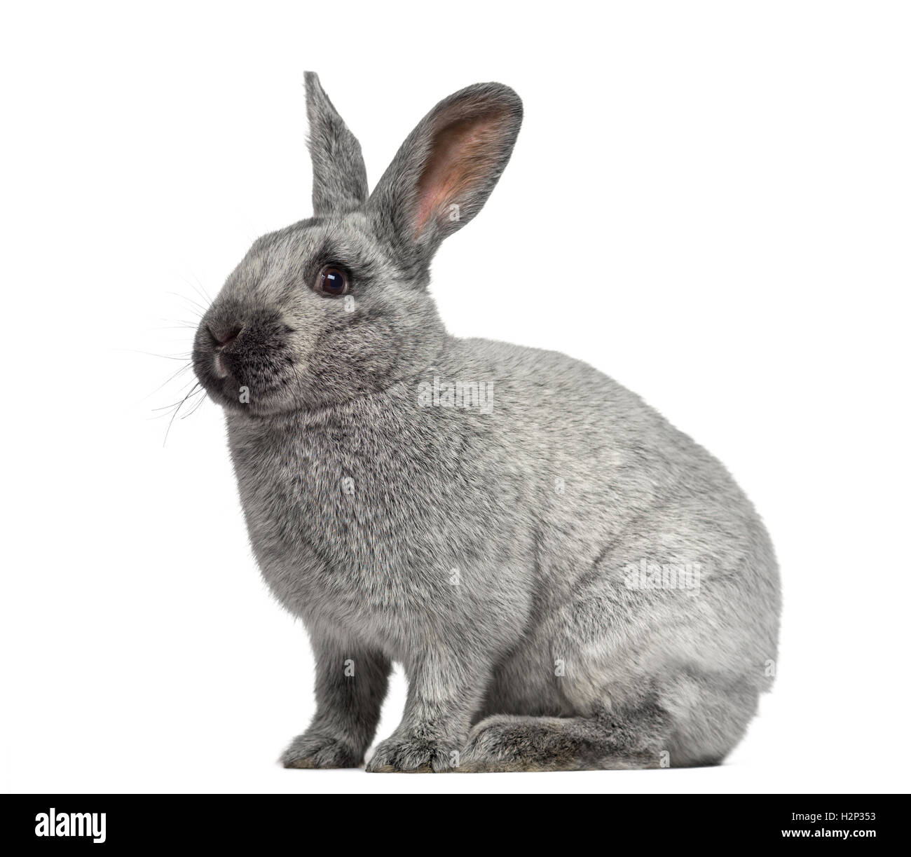 Argente rabbit hi-res stock photography and images - Alamy