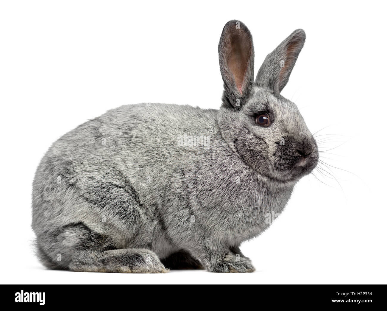 Argente rabbit hi-res stock photography and images - Alamy