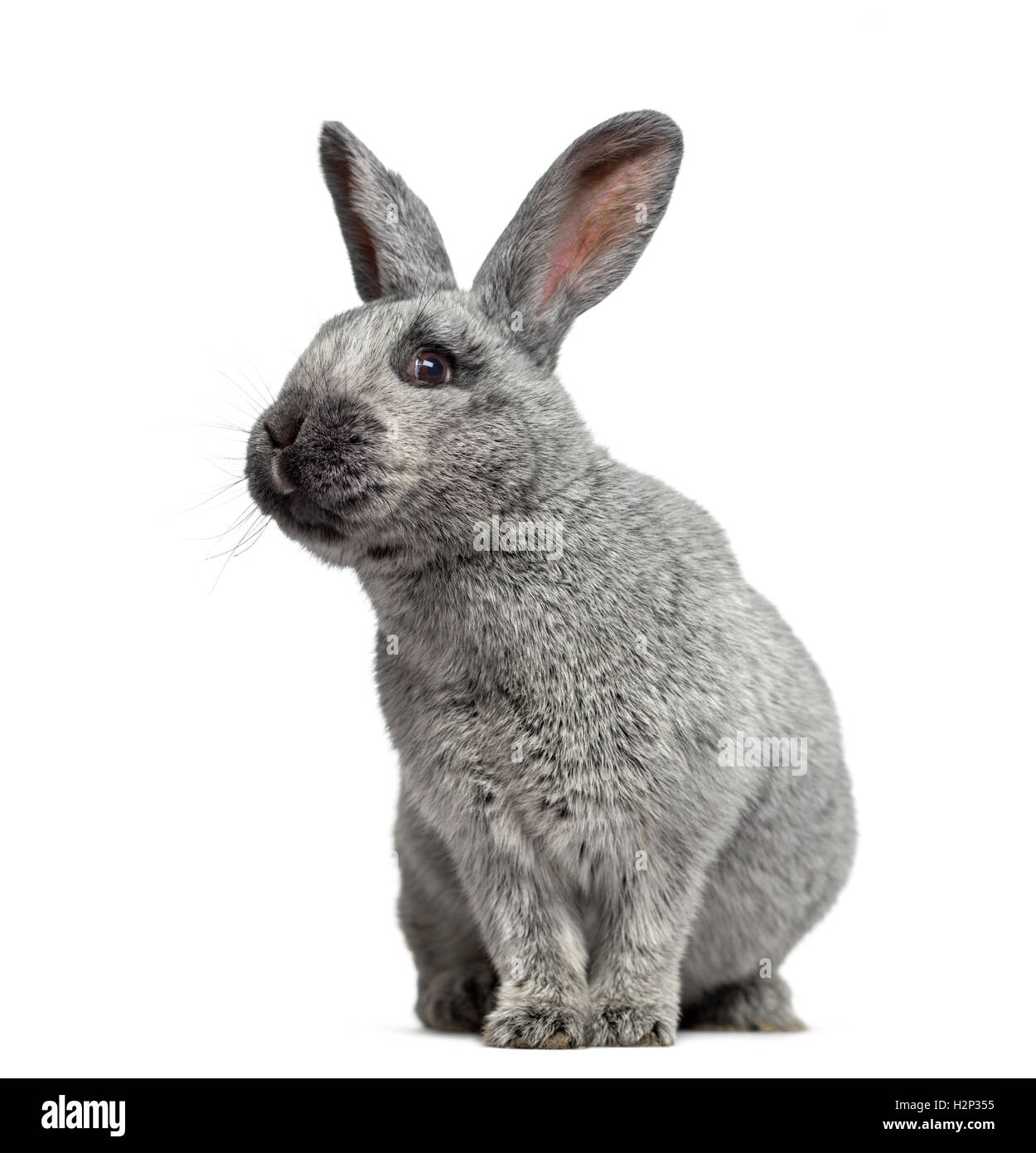 Argente hi-res stock photography and images - Alamy