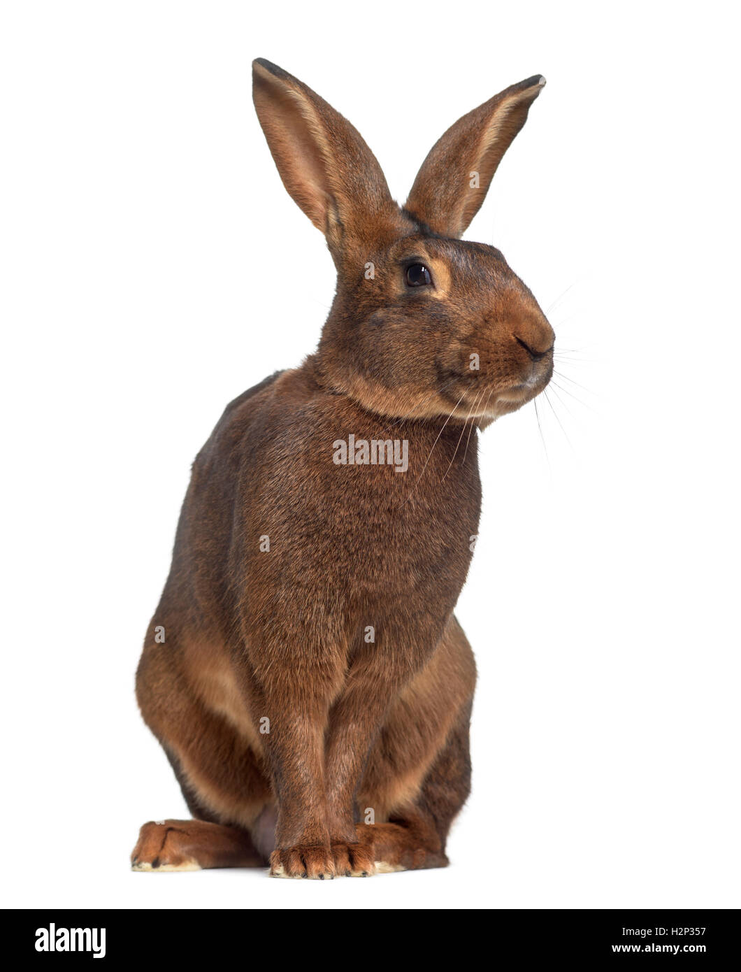Belgian Hare isolated on white Stock Photo - Alamy