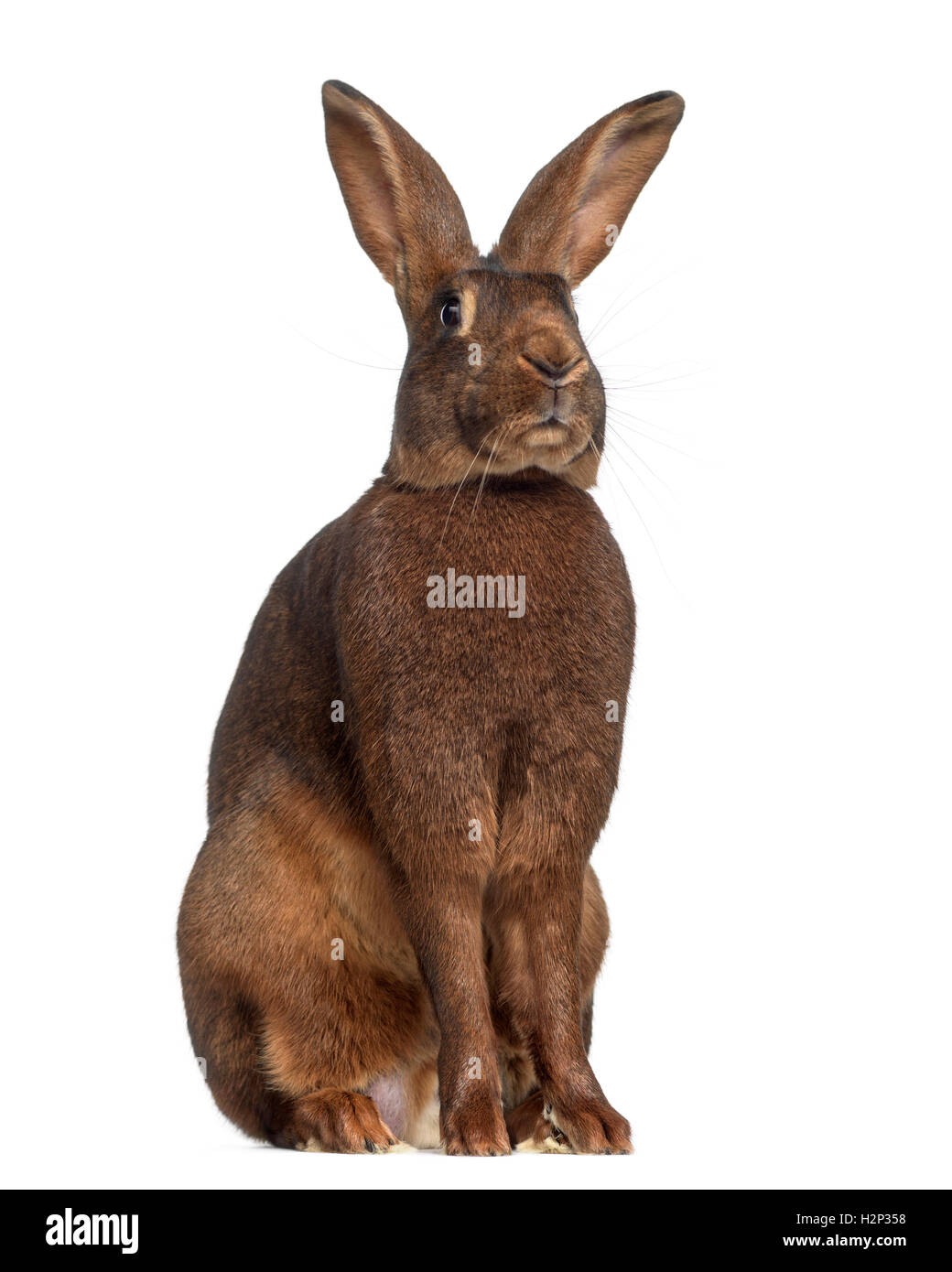 Hare White Background