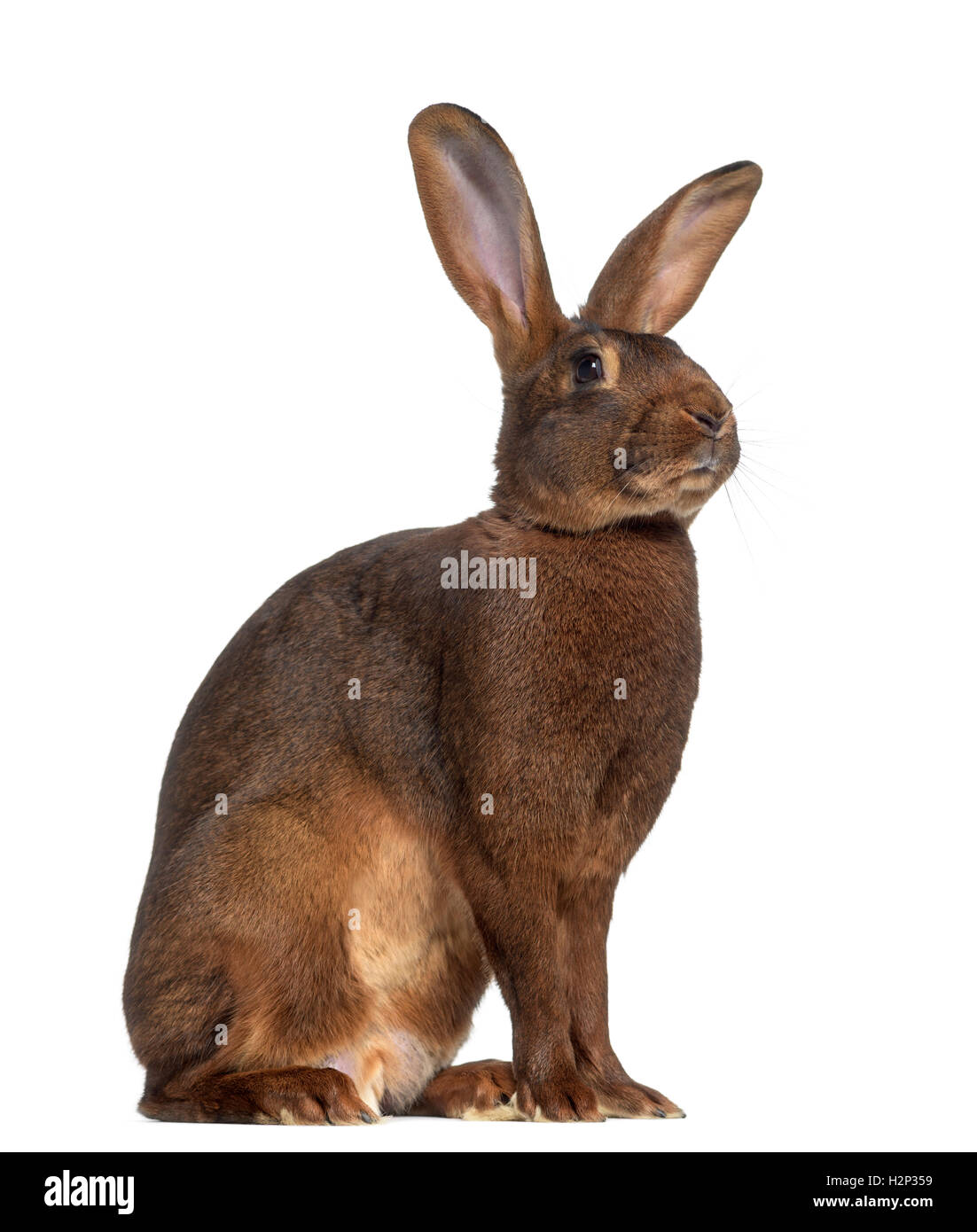Side view of Belgian Hare isolated on white Stock Photo - Alamy