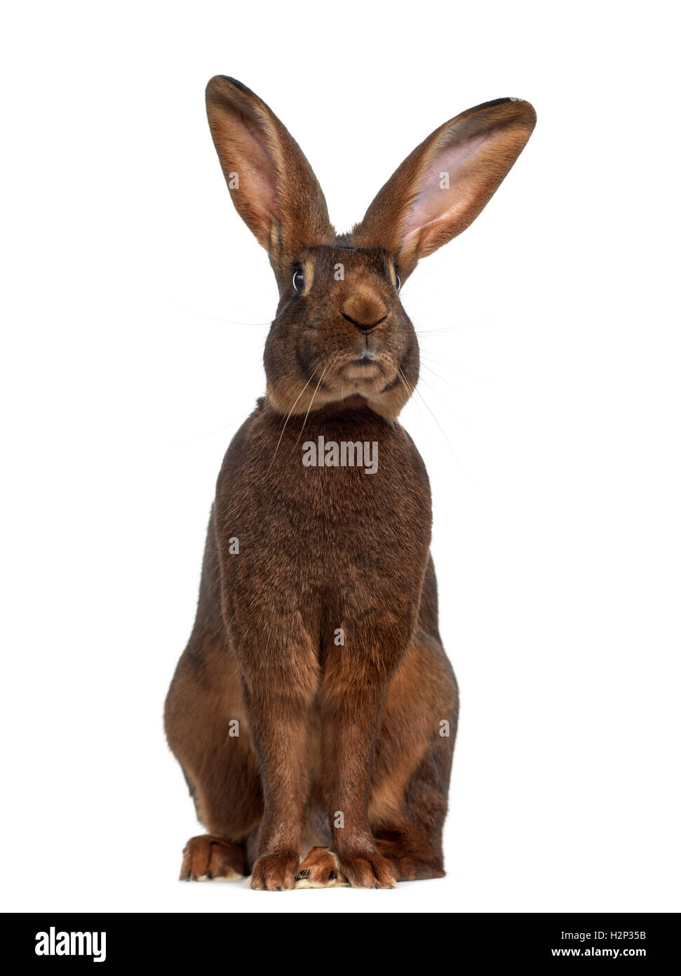 Front Facing Rabbit Stock Photos & Front Facing Rabbit Stock Images - Alamy