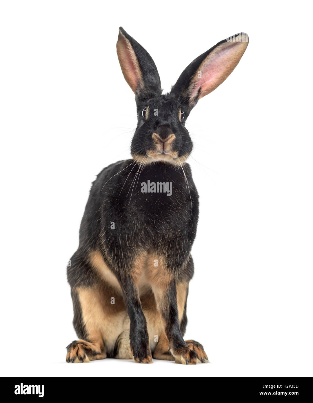 Belgian Hare facing isolated on white Stock Photo - Alamy
