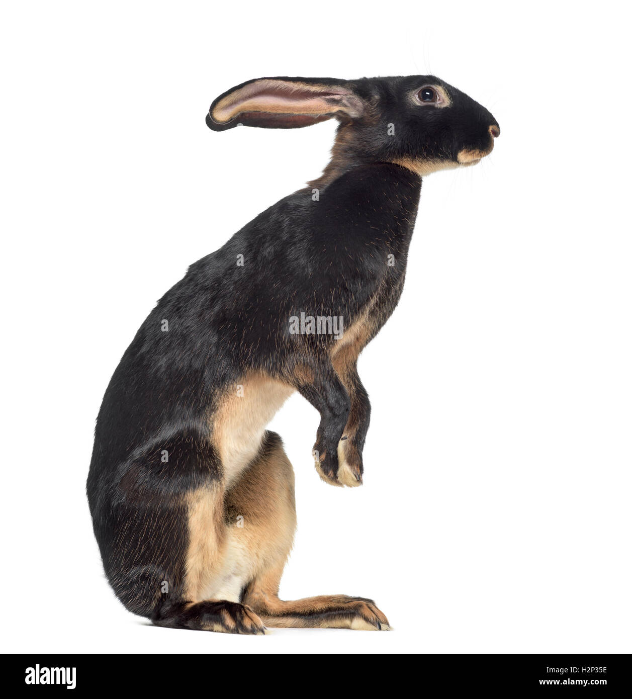 Side view of Belgian Hare on hind legs isolated on white Stock Photo ...
