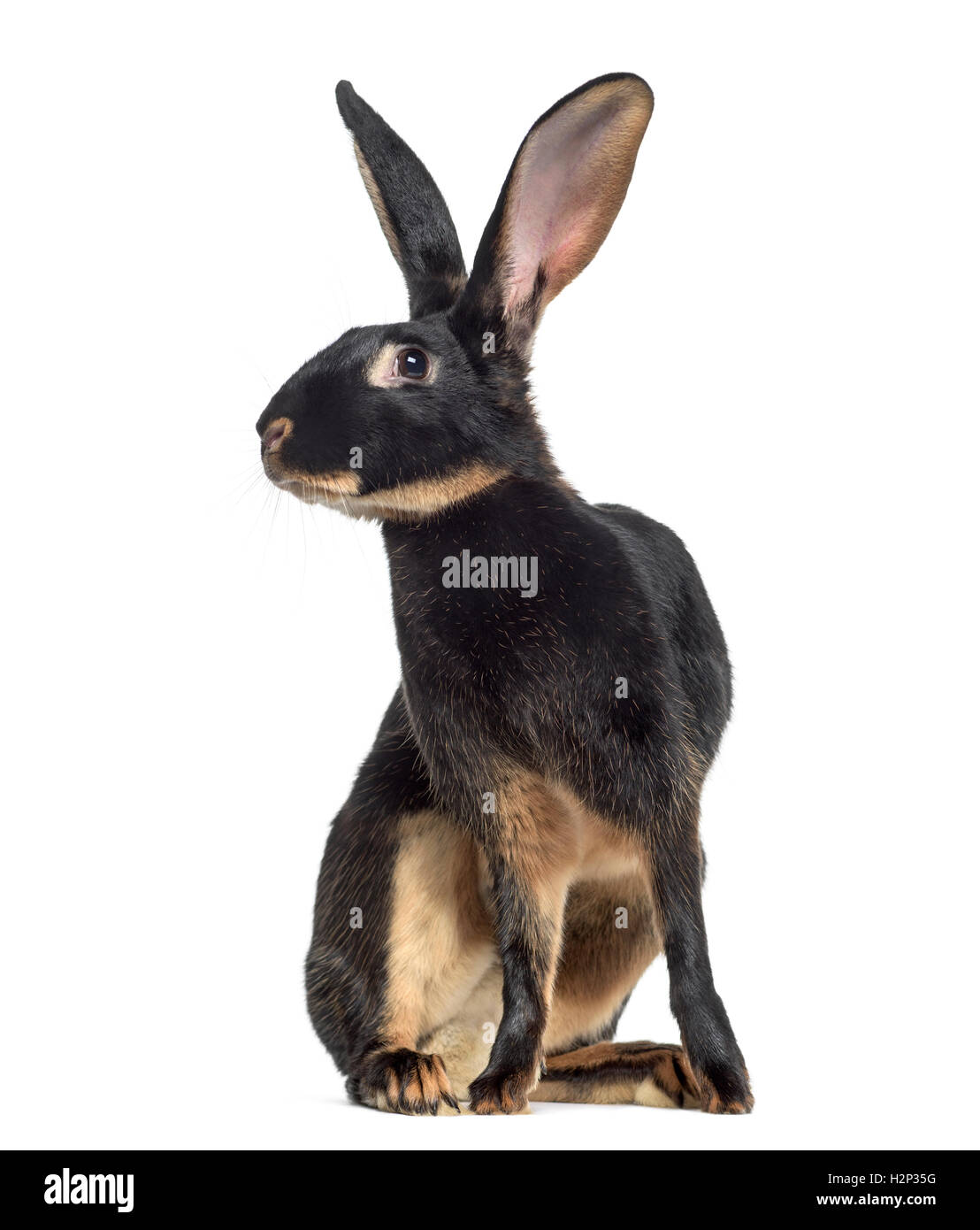Belgian Hare Rabbit