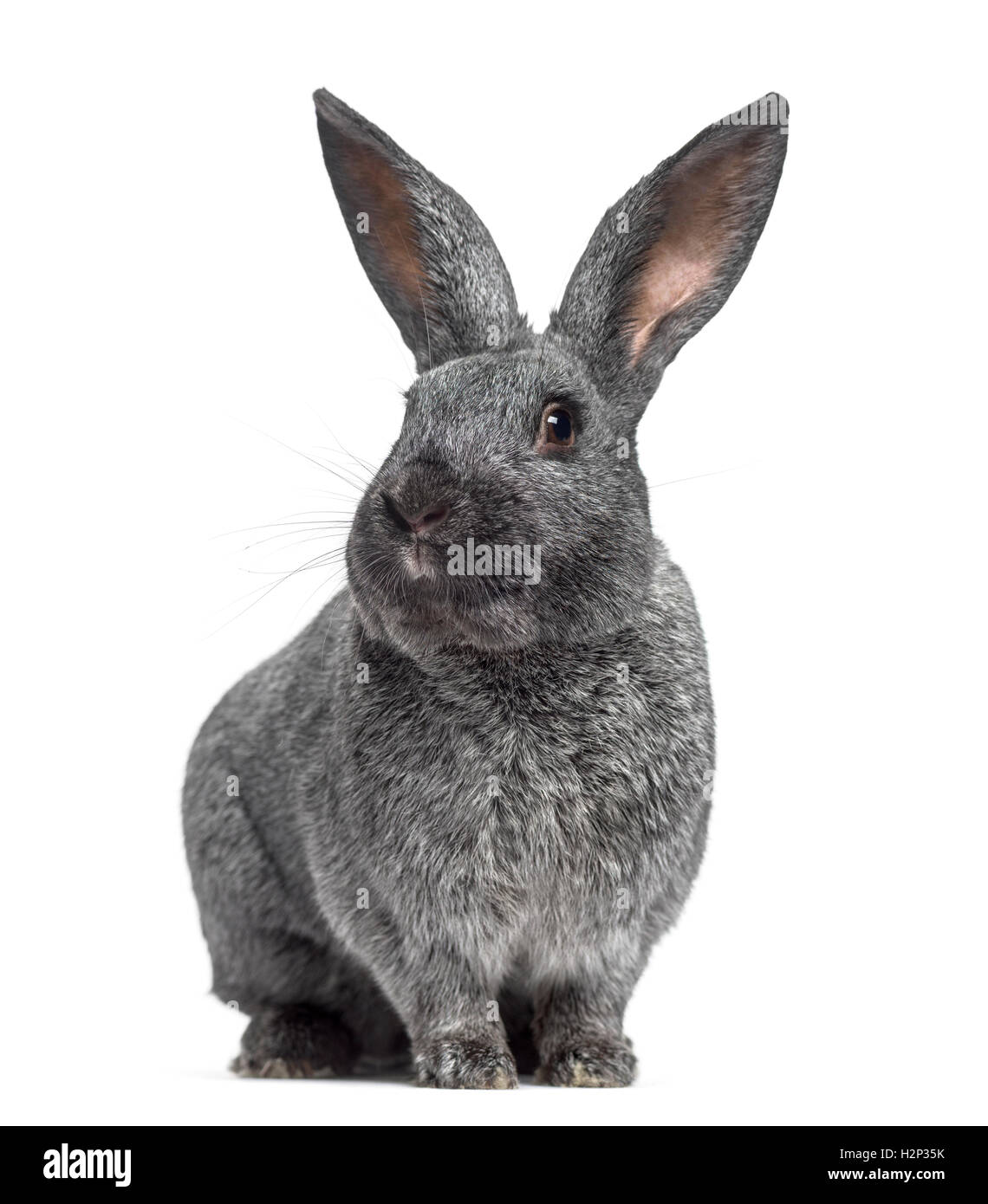Front facing rabbit hi-res stock photography and images - Alamy