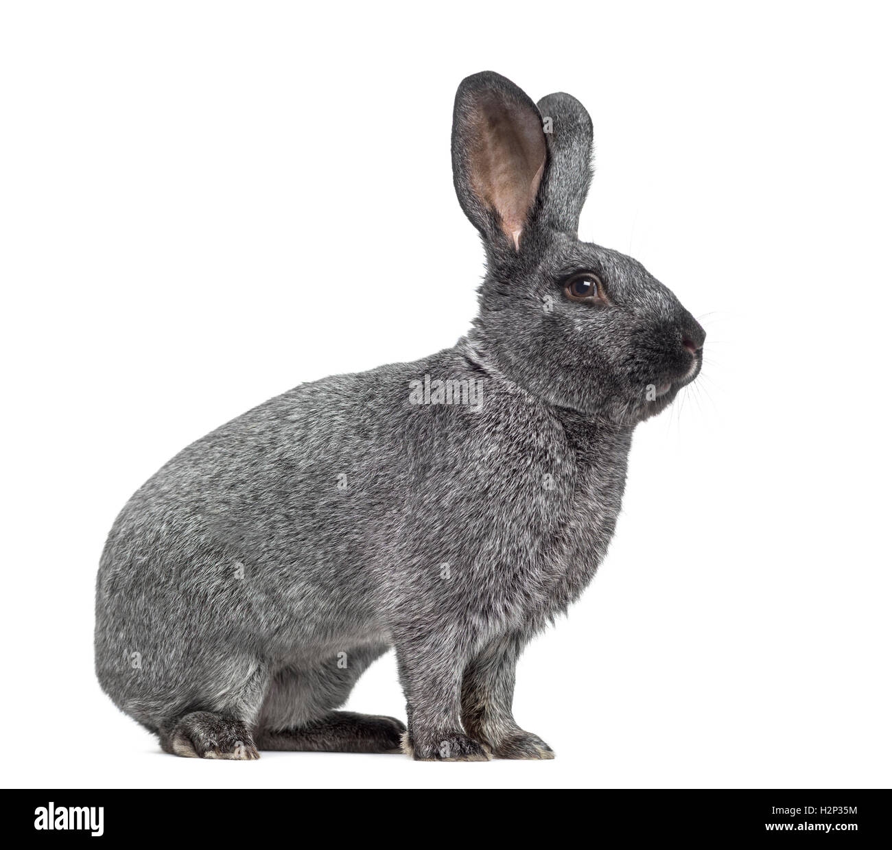Side view of Argente rabbit isolated on white Stock Photo - Alamy