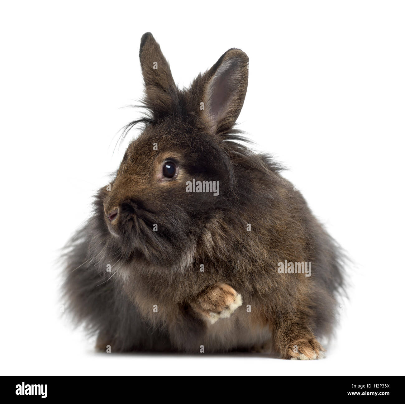 Mini Lop Rabbit isolated on white Stock Photo - Alamy