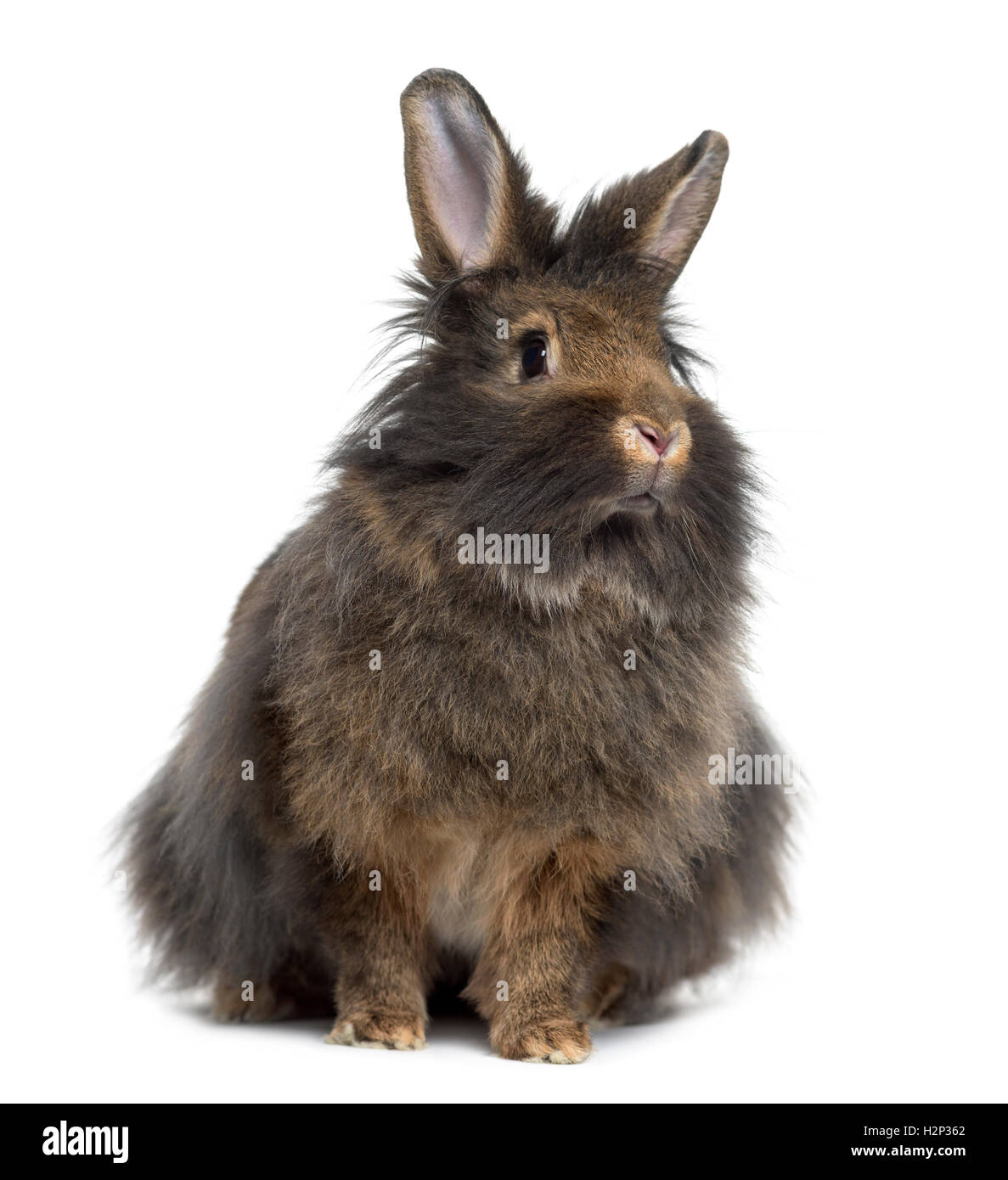 Front view of Mini Lop Rabbit isolated on white Stock Photo - Alamy