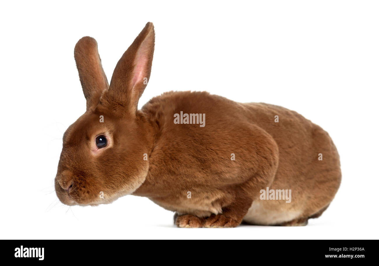 Side view of Rex rabbit leaning isolated on white Stock Photo - Alamy