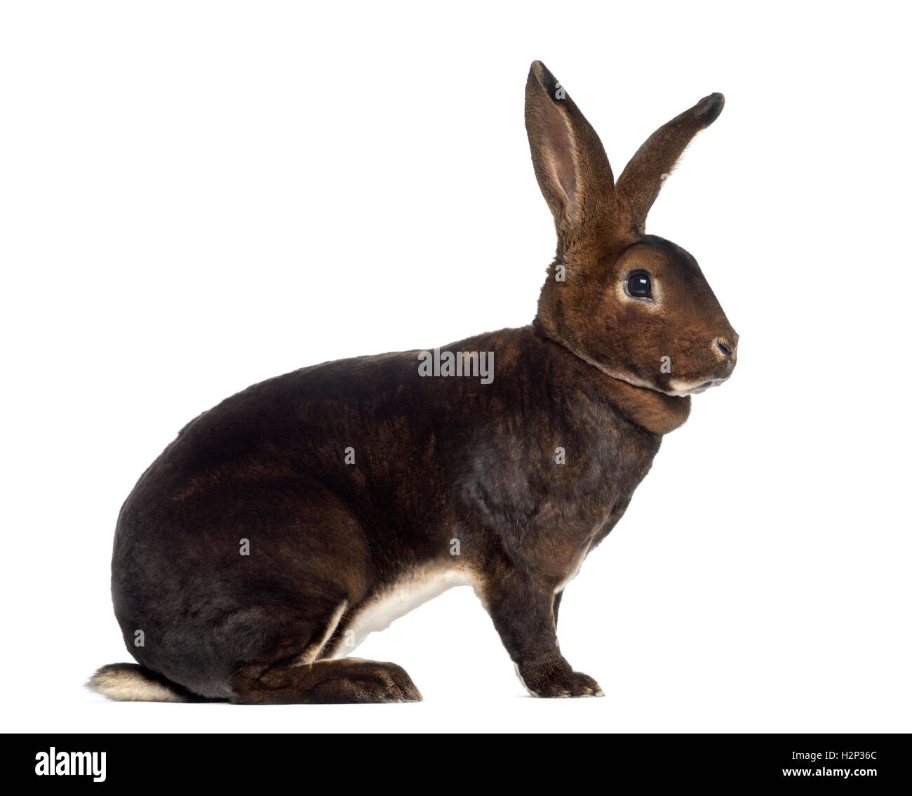 Rabbit side view hi-res stock photography and images - Alamy