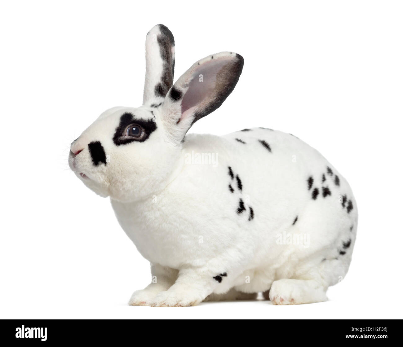 Side view of Checkered rabbit isolated on white Stock Photo - Alamy