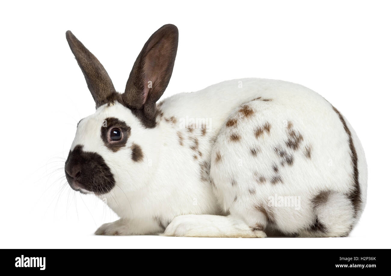 English spot rabbit hi-res stock photography and images - Alamy