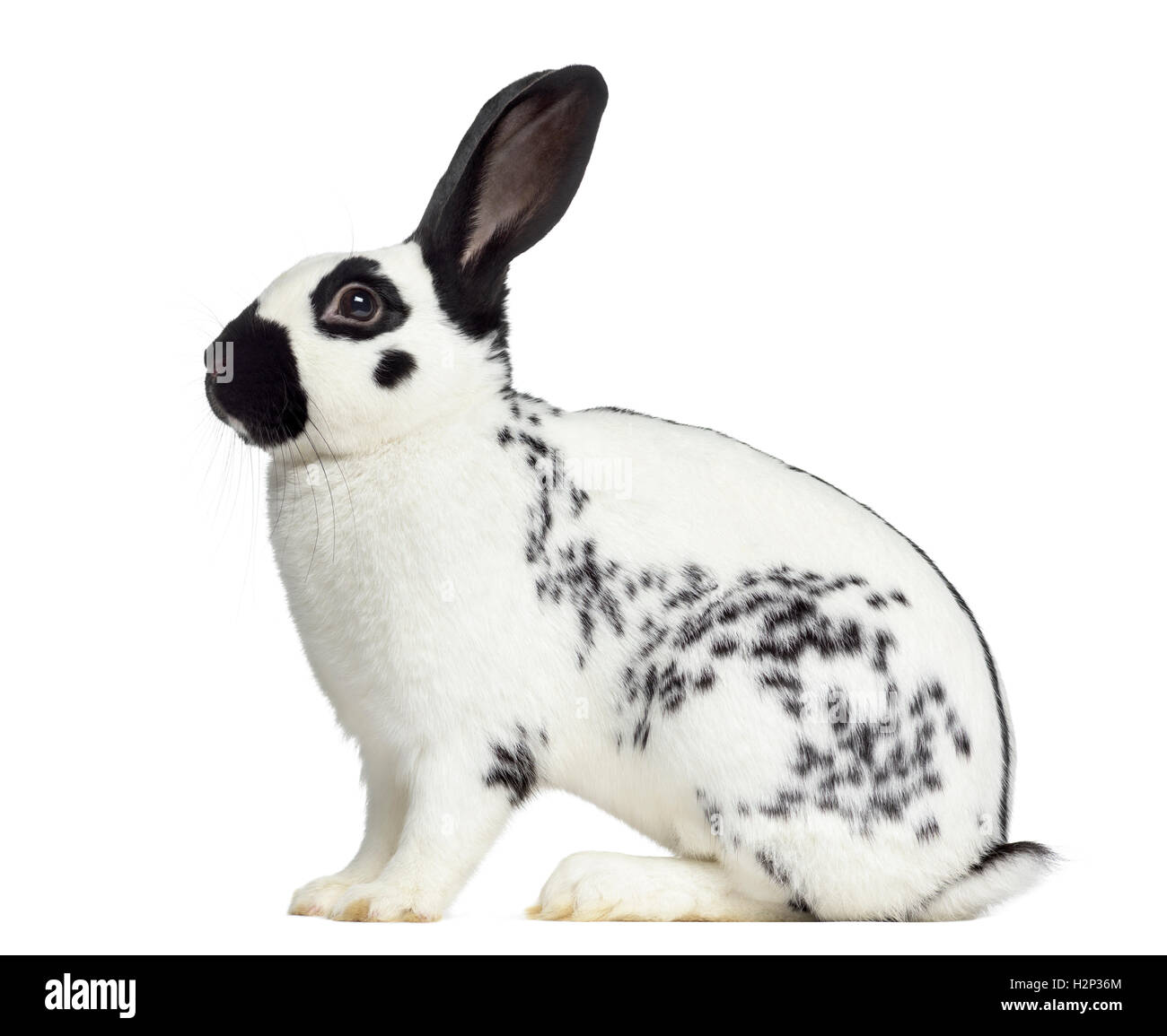 Side view of Checkered rabbit isolated on white Stock Photo - Alamy